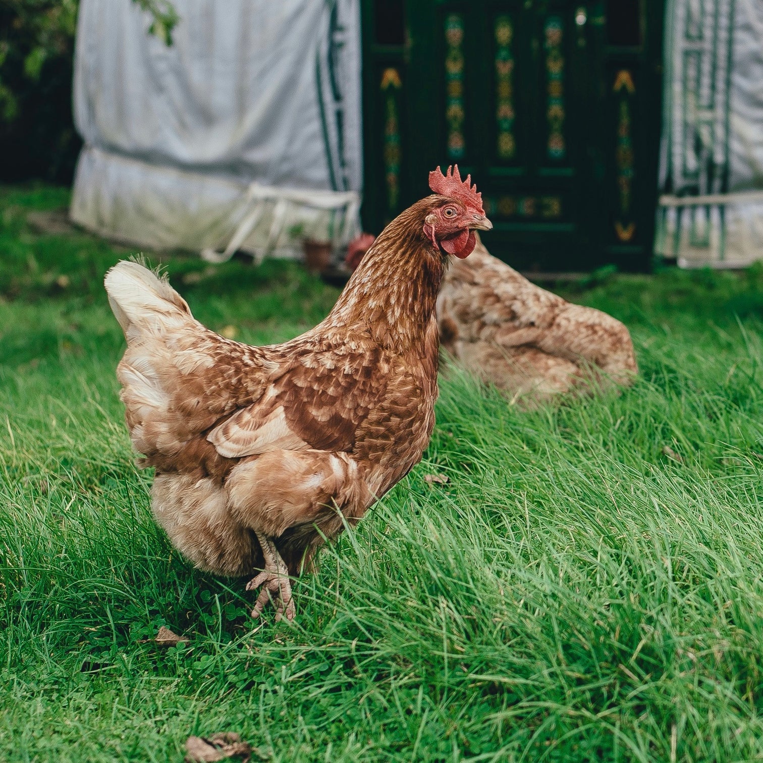Free Range Chicken Breast Supremes – Just William Butchers