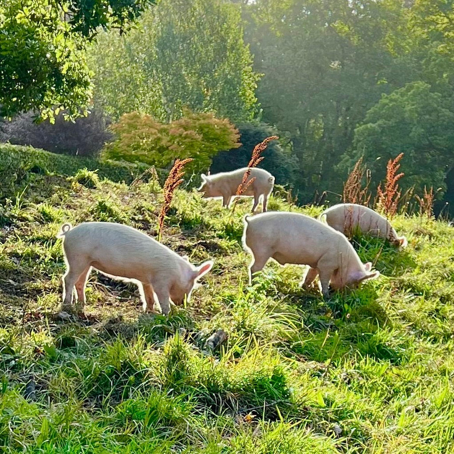 Pork Sausage Meat – Just William Butchers